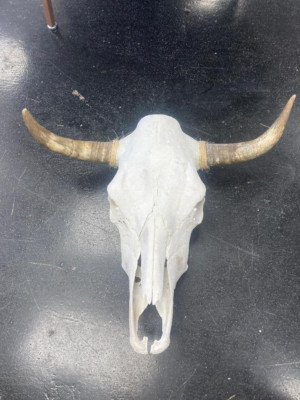 NEW STEER SKULL 24" WIDE HORNS, COW BULL SKULL Southwest Relic Art | eBay
