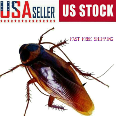 20PCS Rubber Cockroaches Realistic Cock Roach Rubber Fake Creepy Bugs ...