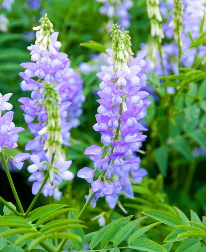 6 Galega Officinalis Goats Rue Medicinal Herbaceous Perennial Plug ...