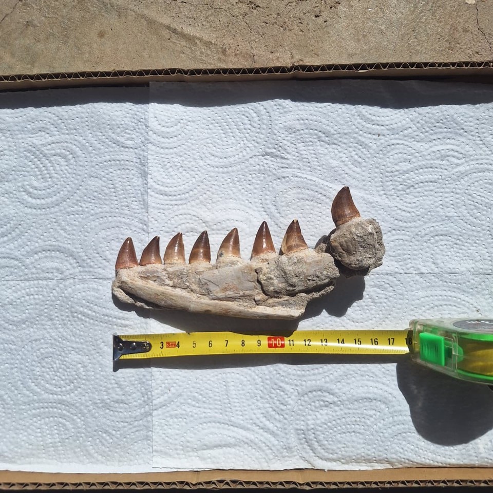 2 Genuine Mosasaur Jaw Fossils Cretaceous Marine Predator Real Fossils ...