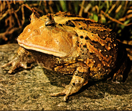 Horned Frog Philadelphia Zoo Reptile House INFLATABLE! Vintage Postcard ...