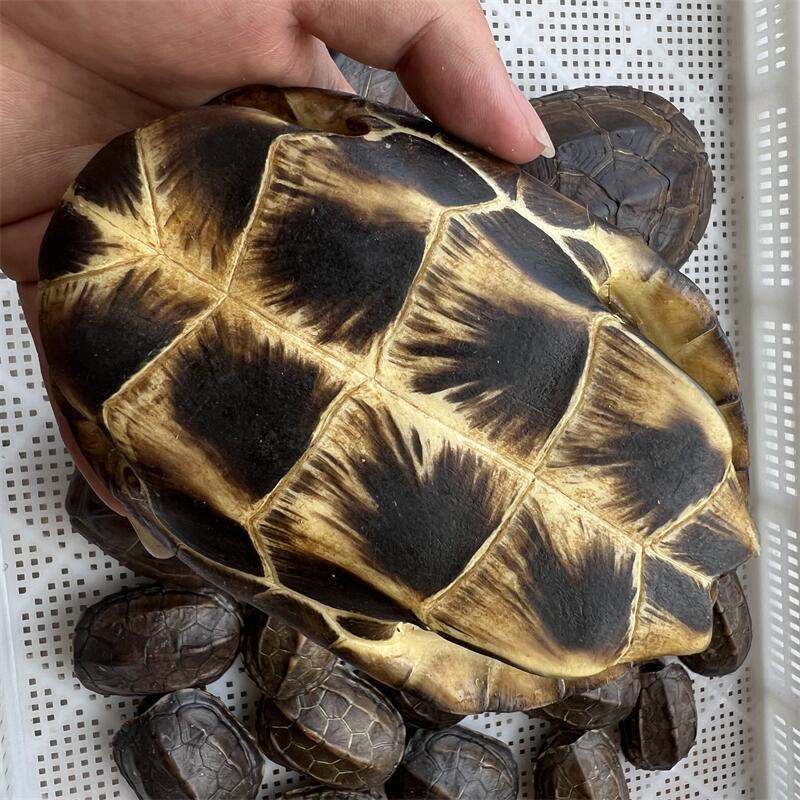 Taxidermy 1 PC Freshwater tortoise shell Real Animal Specimen 5.1-6.2 ...