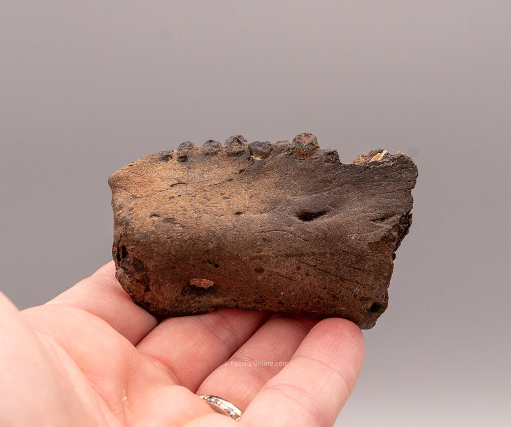 RARE Fossil WAHOO/TUNA Jaw South Carolina Fossils 1799 | eBay