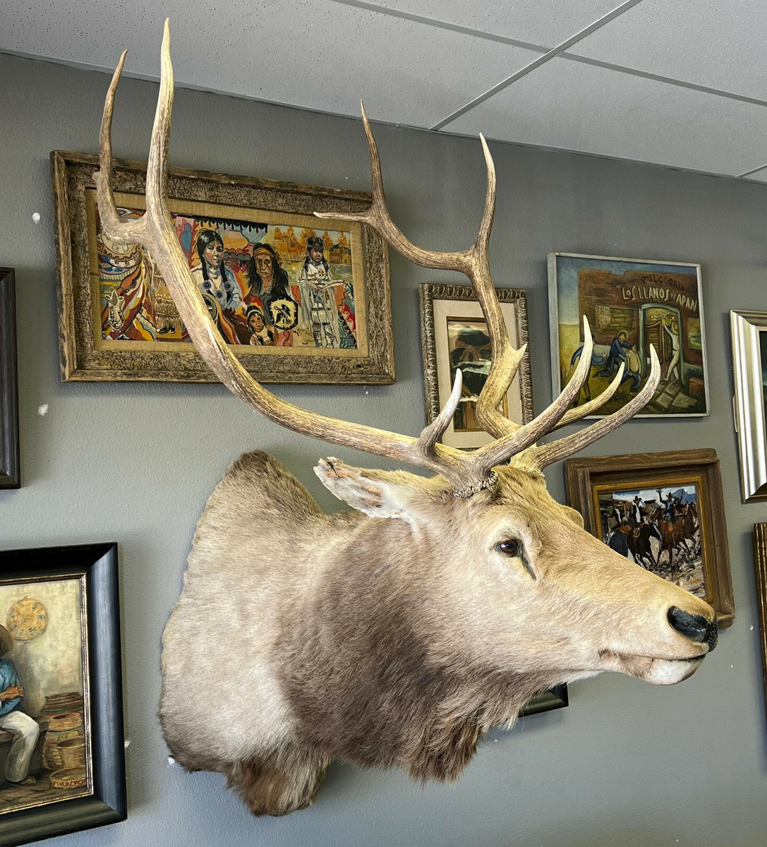 Mounted Elk Head Value