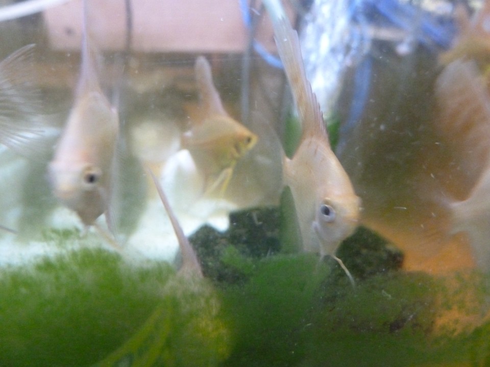 Angelfish Gold / Plat mix Angels -2 pack Quarter Dollar Size Angel fish ...