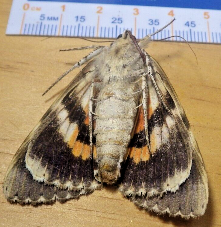 Ilia Underwing Moth Catocala ilia ? Erebidae Lepidoptera Southeast ...