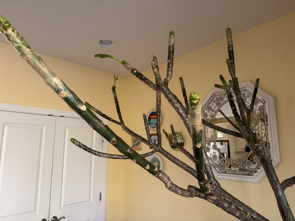 Multi-Tipped, Classic Rainbow Plumeria Cuttings, Frangipani, 10-12 ...