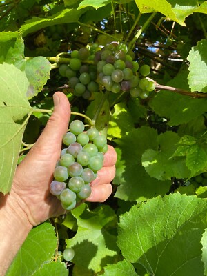 15 COLD HARDY PERRENIAL FRUIT GRAPE PLANTS CLONES TASTE AMAZING GROW ...