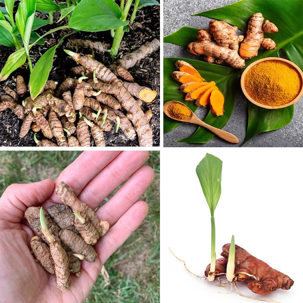 Turmeric Spice Plant