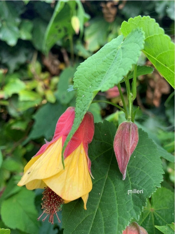 Abutilon Rooted Plugs Set of 3 B3 | eBay UK