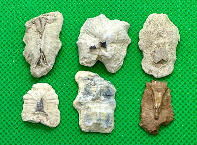 SIX STINGRAY DERMAL SCUTES FOSSIL fossilized Bone Valley Florida | eBay