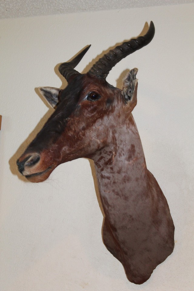 Taxidermy Tsessebe Head Shoulder Mount Africa Safari Hunt Whitetail ...