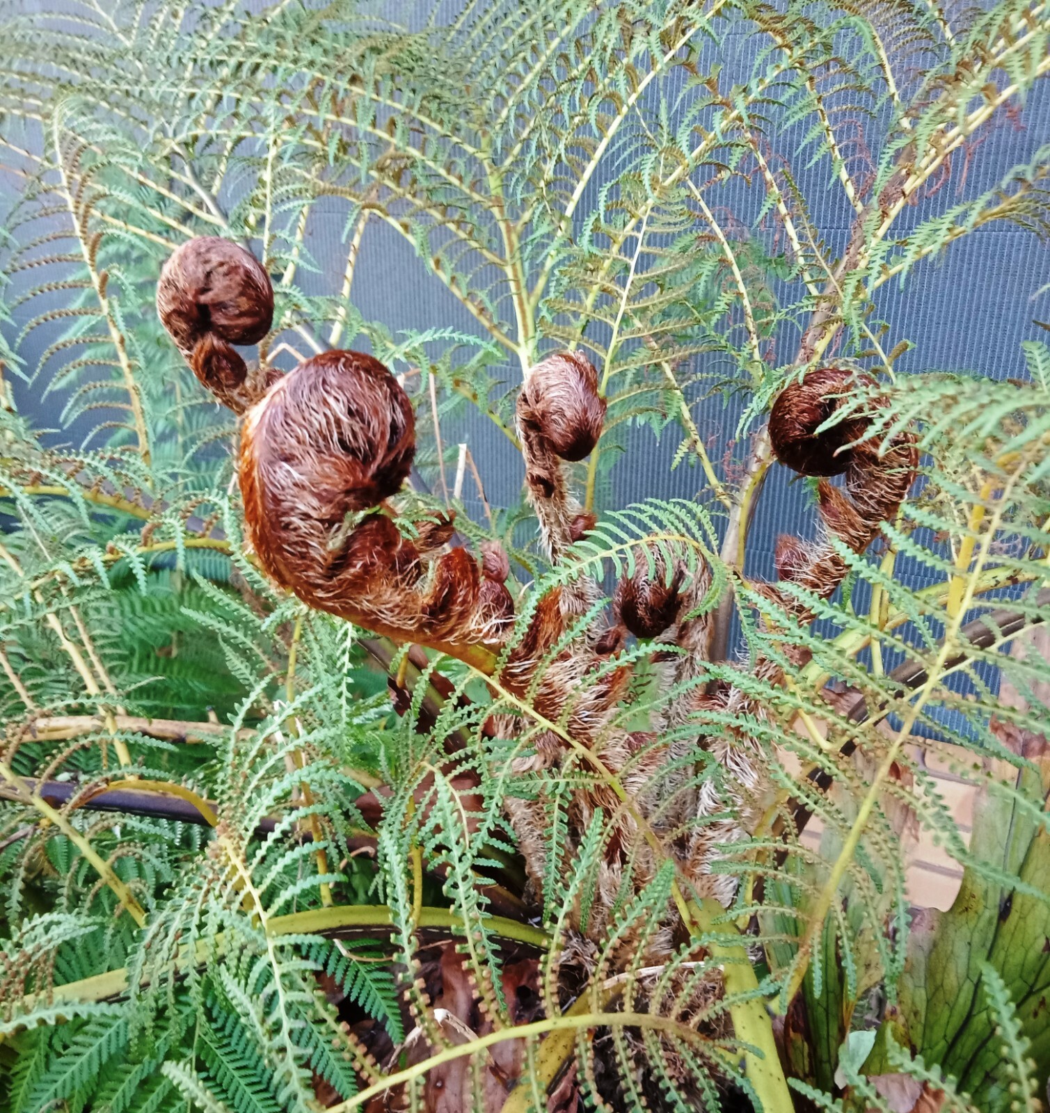Tree fern spore Highland Lace | eBay