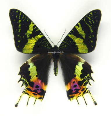 Unmounted Butterfly/Uraniidae - Chrysiridia rhipheus, wholesale, 100pcs ...