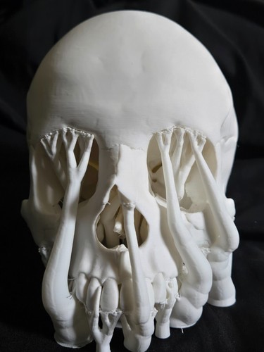 3D PRINTED Life Sized Human Skull Replica Model with organic supports ...