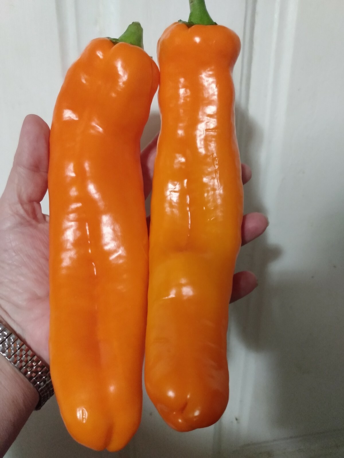 Jumbo Orange Twister Pepper Seeds | eBay