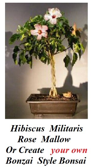 Hibiscus Militaris Rose Mallow Seed Halberd Laevis Leaved Seeds HUGE ...