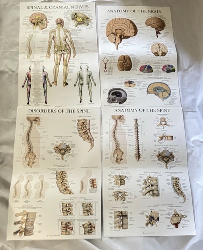 THE Human Body Anatomy Wall Chart POSTERS - Lot Of Four - Brain & Spine ...