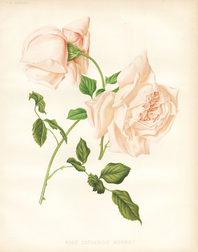 Rosa Catherine Mermet Rosas Rosa Rosea Flor Botánica Botánica Robinson ...