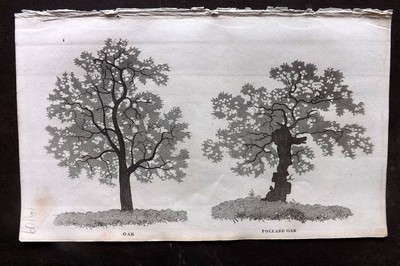 Simeon Shaw 1823 Antique Botanical Print. Oak & Pollard Oak Tree | eBay