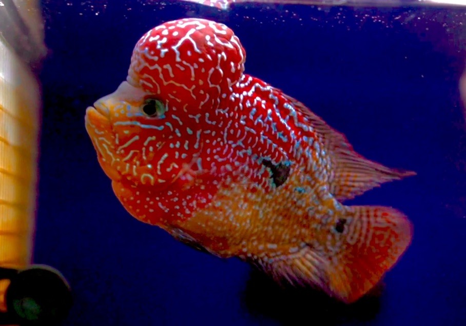 King Kamfa Flowerhorn F3 Big Kok Super Vip High Quality 3” READ BEFORE ...