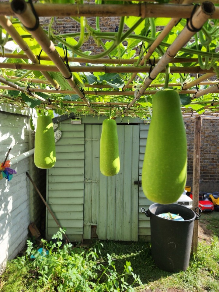 Bangladeshi Vegetable Lau Khodu Pani Kodu Gourd Seeds UK 20 Seeds Pack ...