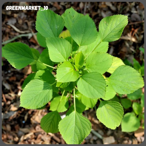 70g Dried Acalypha Indica Natural Herbal with roots Plant Cut Ceylon ...