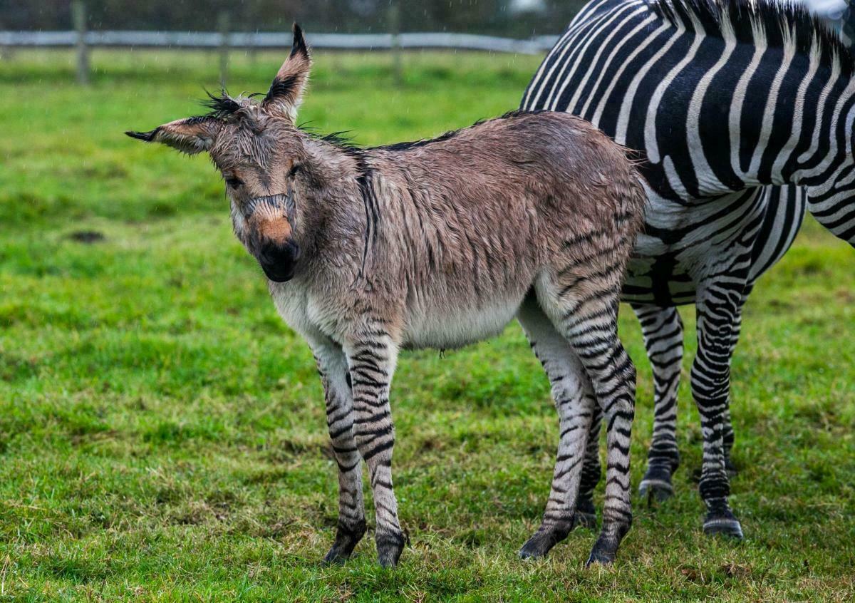 Zonkey For Sale Miniature Donkeys For Sale At Seein' Spots Farm