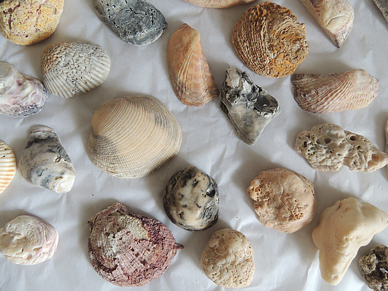Vtg Decorative Natural Seashells Coral Fossils Shells.. Aquarium Beach ...
