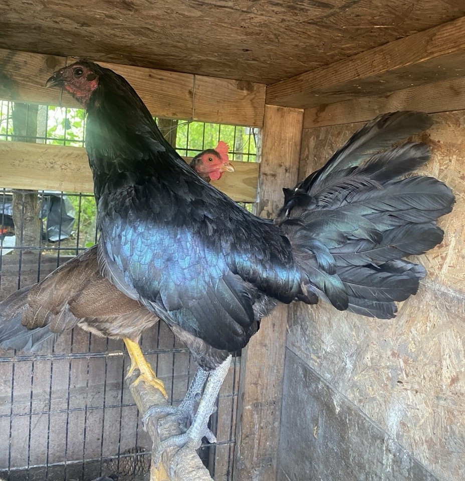 Black Hennie Hatching ,Eggs american gamefowl, poultry, chicken | eBay