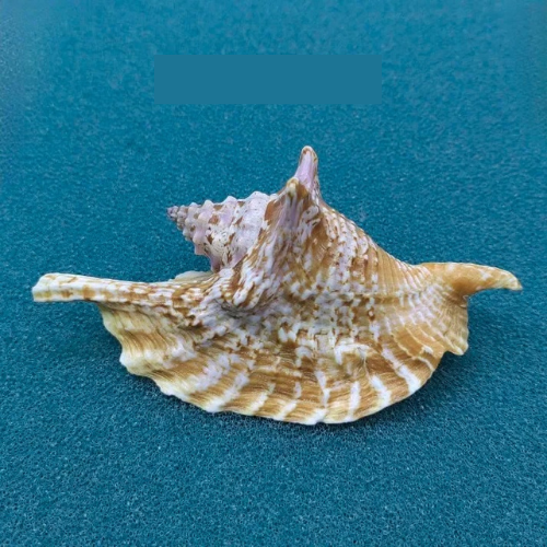 Large Natural Rooster Shell Conch Seashell Rare Real Beach Home Deco 5 ...