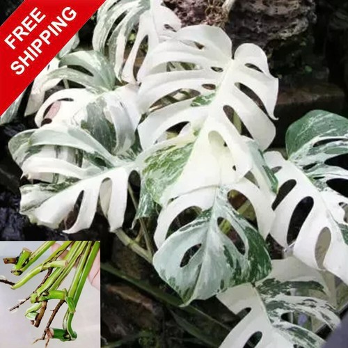 5+ White Tiger Nodes Monstera Albo Cutting Rooted Variegated Tropical ...