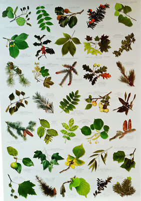 Tree Identification By Leaf Chart Tick Sheets Woodland Trust