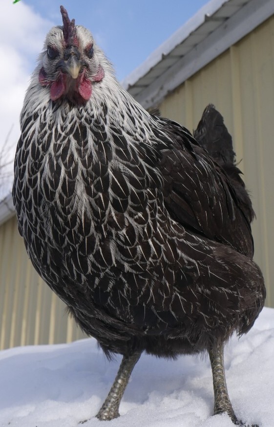 12+ black skinned chicken FIBRO - AYAM CEMANI mixed - Hatching Eggs | eBay