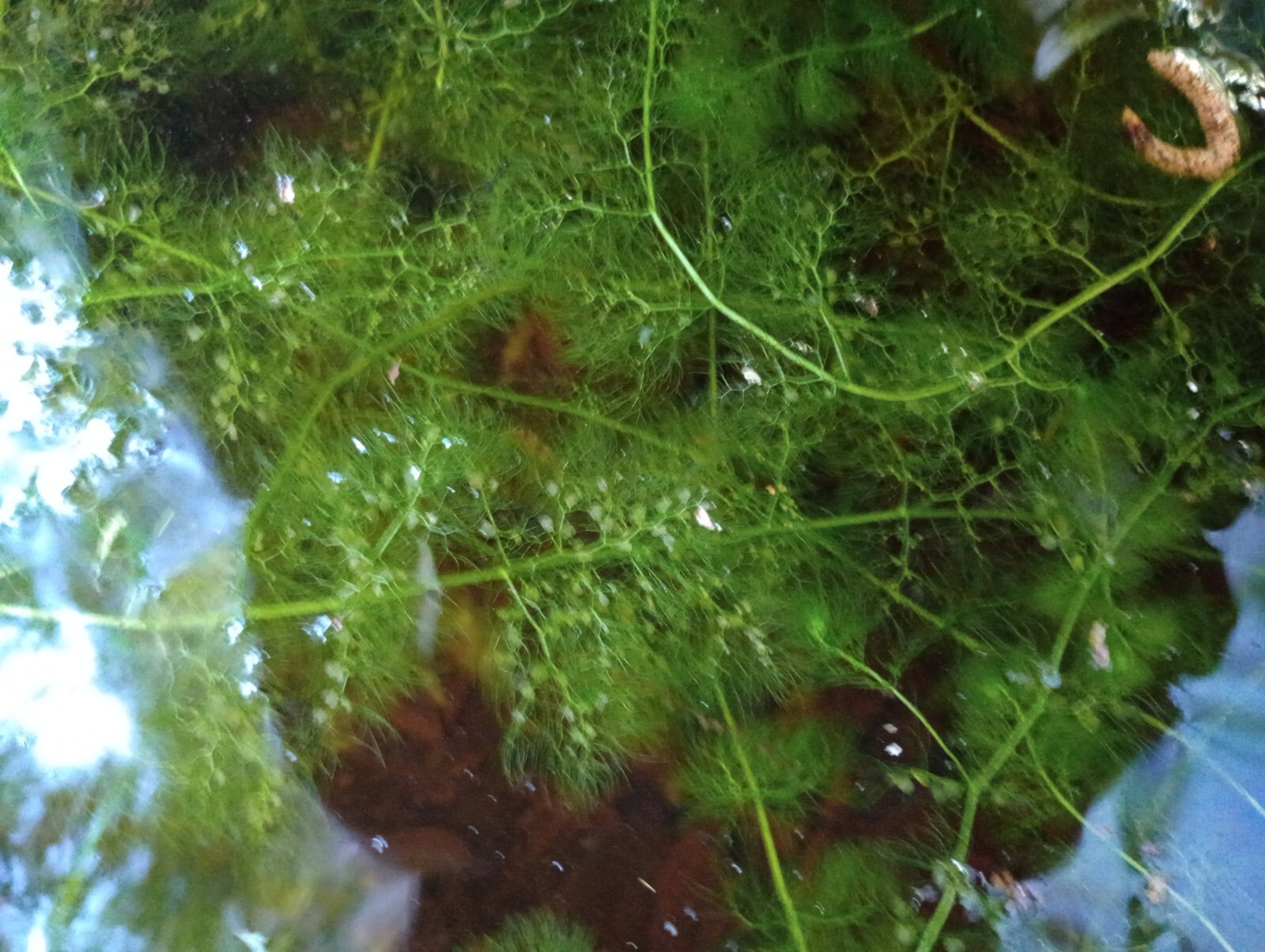 Bladderwort (U. inflata) Live floating carnivorous aquatic plant 48 ...