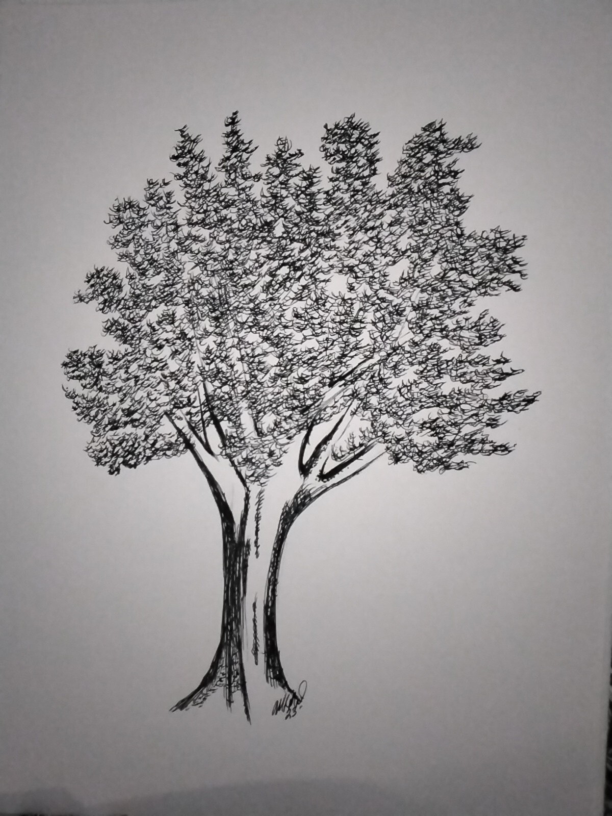 How To Draw A Realistic Tree Without Leaves