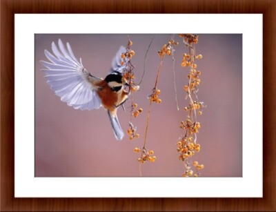 bird A4 print pictures posters home decor gifts wall art | eBay