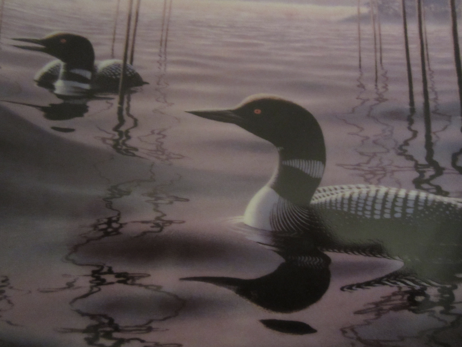 WITCHING HOUR - LOONS collector plate PHIL SCHOLER Wildlife LOON | eBay