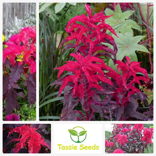 Amaranthus Tricolor Early Splendor (joseph's coat) - 200 Seeds | eBay