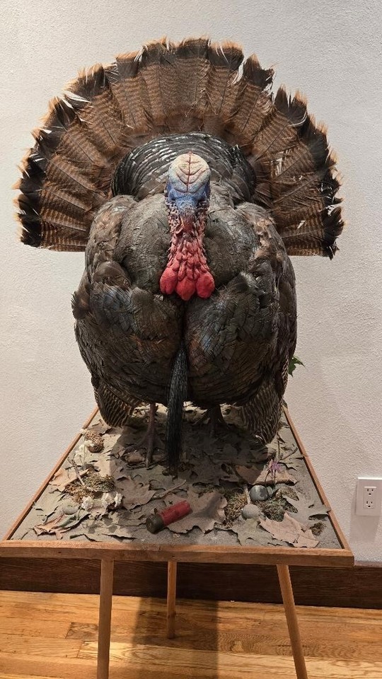 Eastern Turkey Full Strut Taxidermy Bird Mount *Fantastic* | eBay
