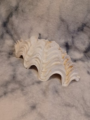 Large Ridged Conch Clam Shell Natural Sea Shell | eBay UK