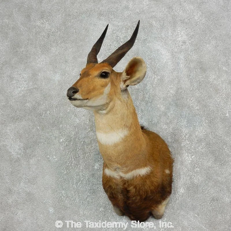 Bushbuck Mount