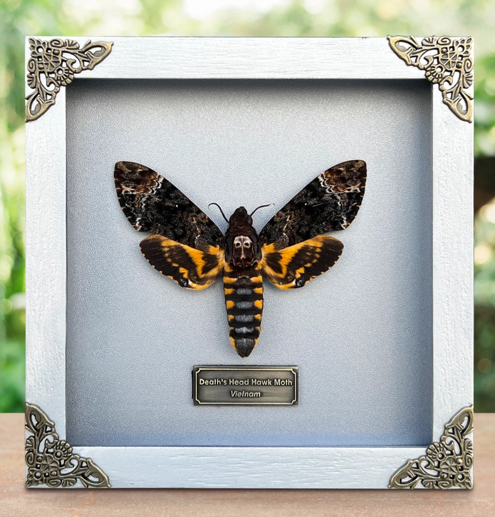 Sphinx Moth Skull