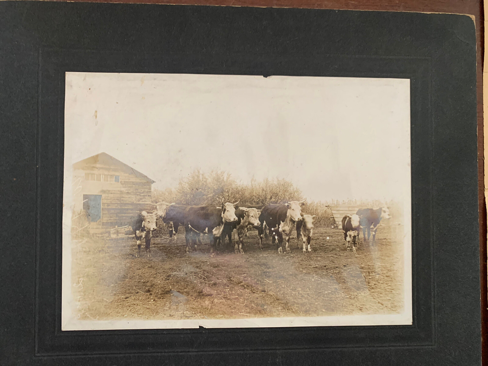 Antique 1930's Farm Auction Notice & Cattle Cabinet Card Photos | eBay