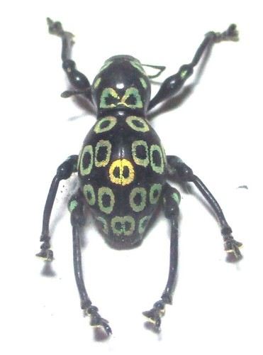 P001 NV | NL : Pachyrrhynchus congestus ocellatus male 15mm A- | eBay