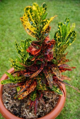 Bush on Fire Croton | Mamey | Mammy | Live Plant | Outdoor/Indoor | eBay