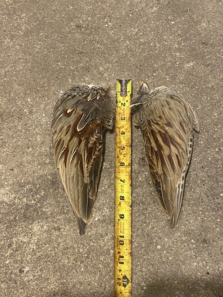 Pheasant Wings,Natural Feathers, FLY TYING FISHING HACKLE DRY FLY Dog ...