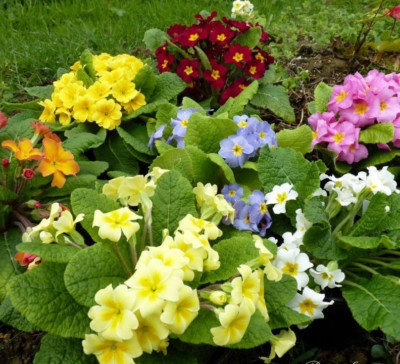 Primula Aucalis' x5 healthy plug plants | eBay UK