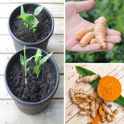6+ Plant Turmeric Roots Ready Sprouted Live Longa Curcuma rhizomes ...
