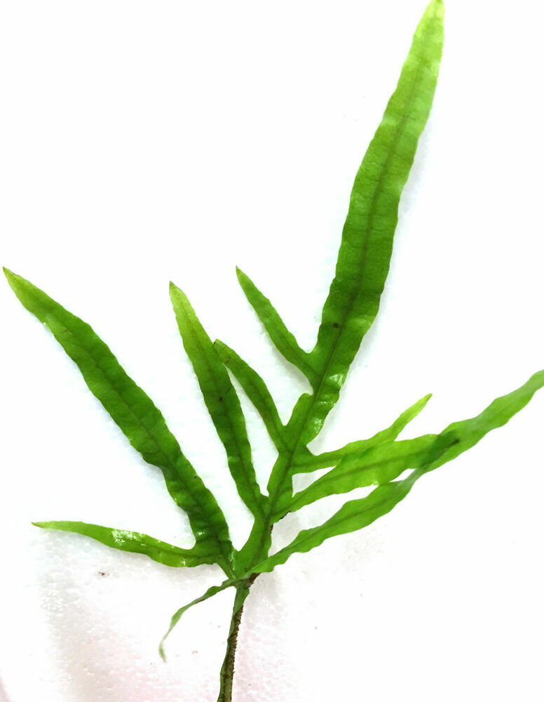 Trident Java Fern Java Fern Trident Mini Aquarium Plant — Buce Plant